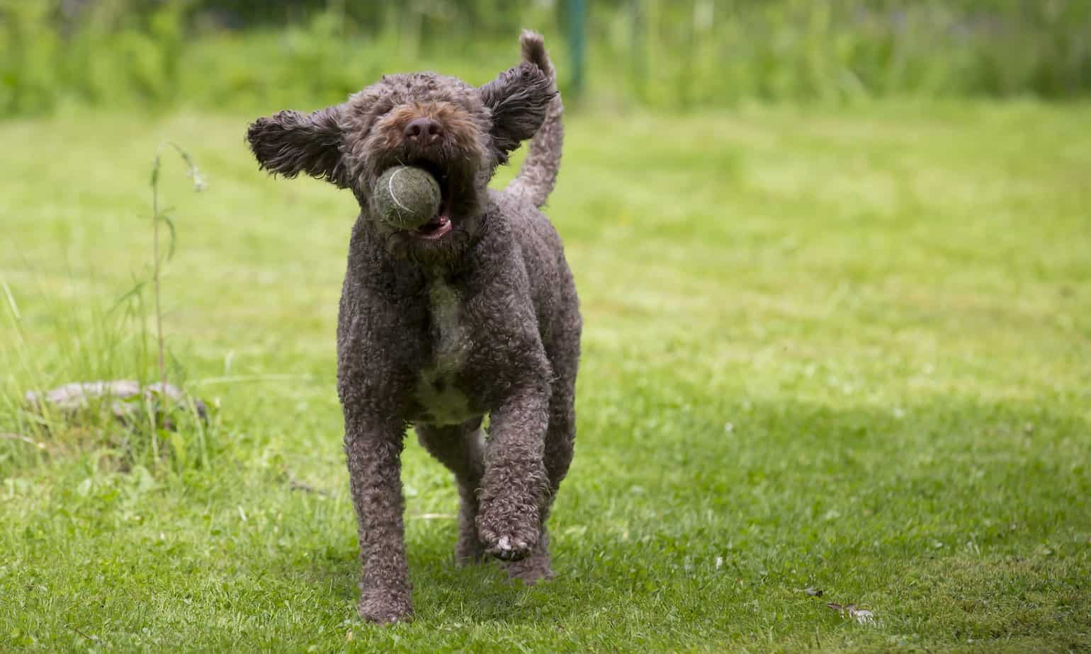 Top 3 Best Ball Shooters for Dogs
