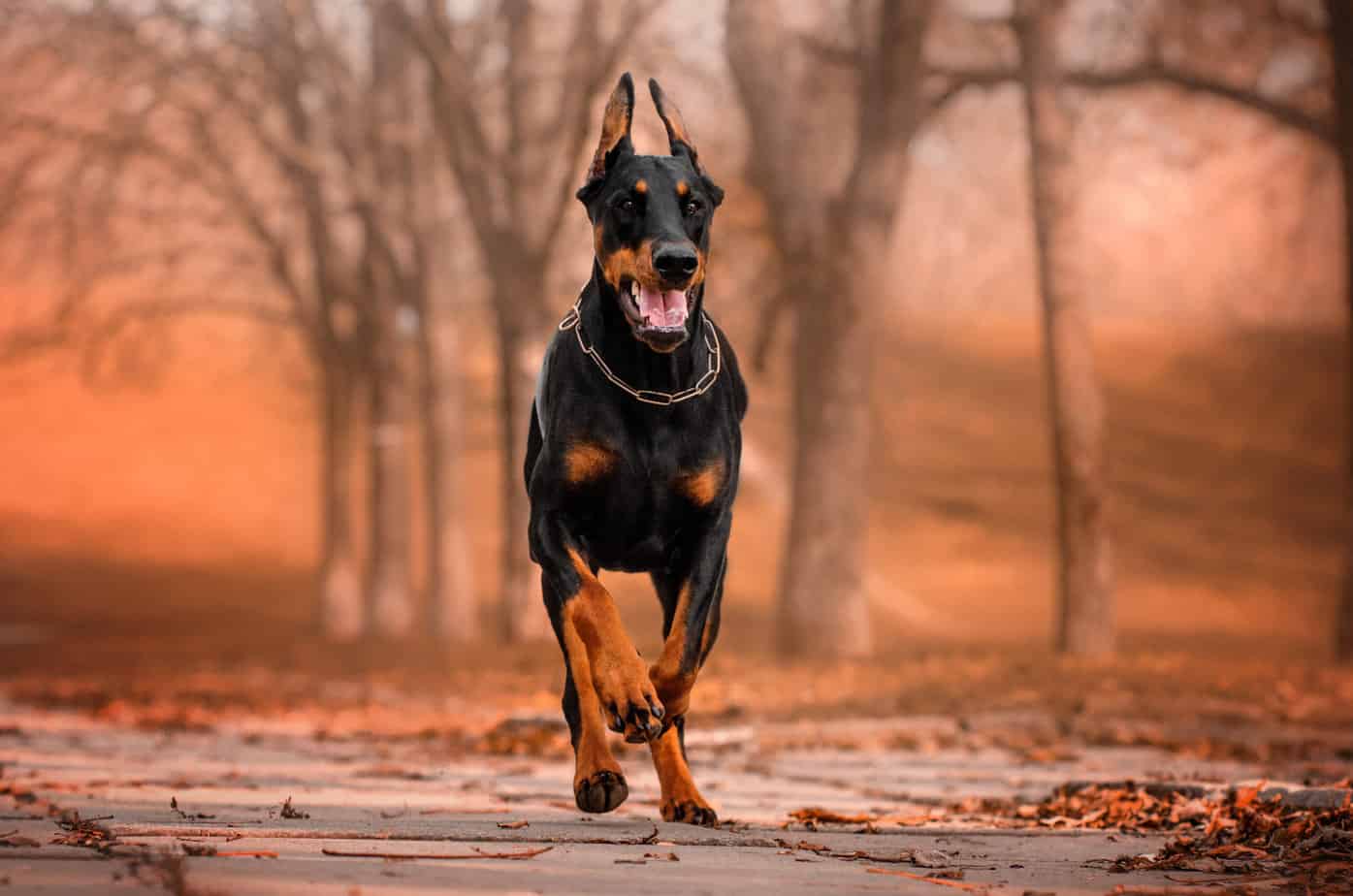 Strong Male Dog Names | Best Superhero Badass & Gods Ideas