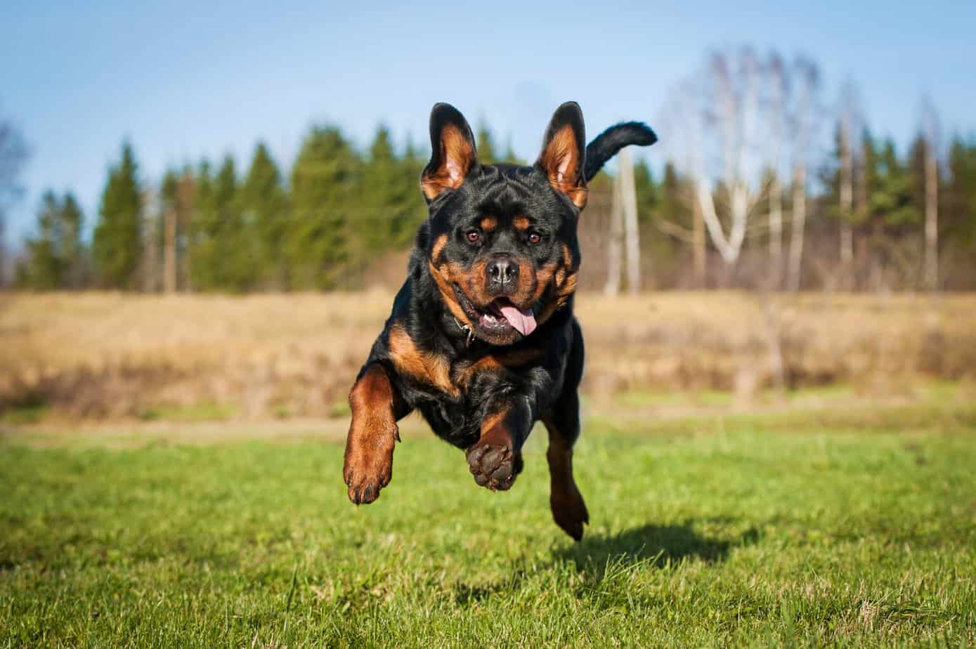 Strong Male Dog Names | Best Superhero Badass & Gods Ideas