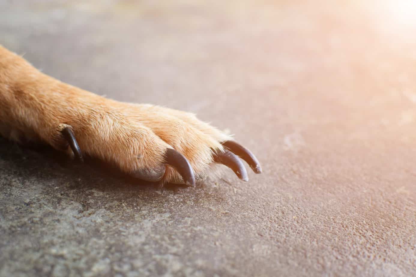 Cutting a Dog Toenail That Has Curled Into Pad | A Step by Step Guide