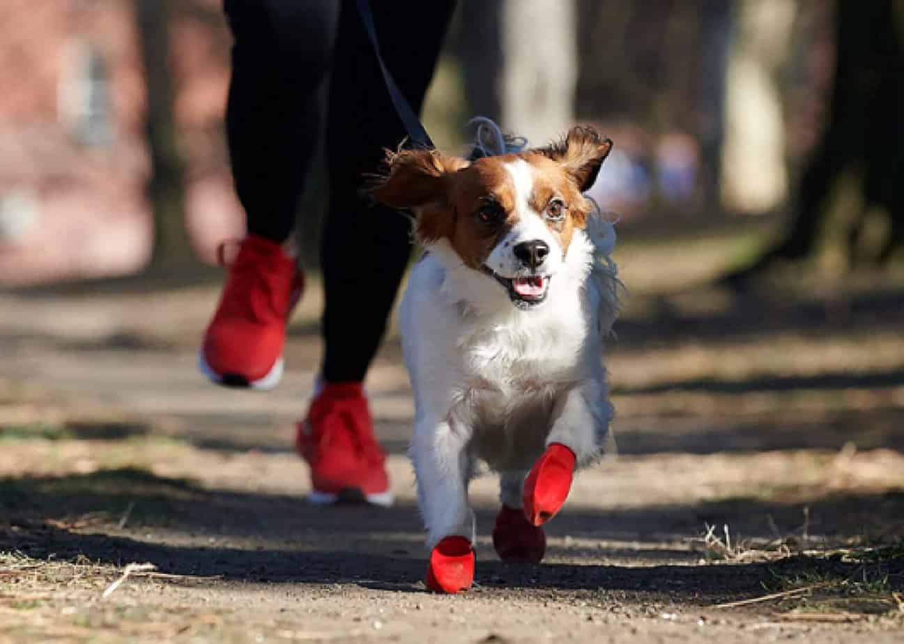 Protect Your Pup's Paws: Top-Rated Dog Boots for Hiking