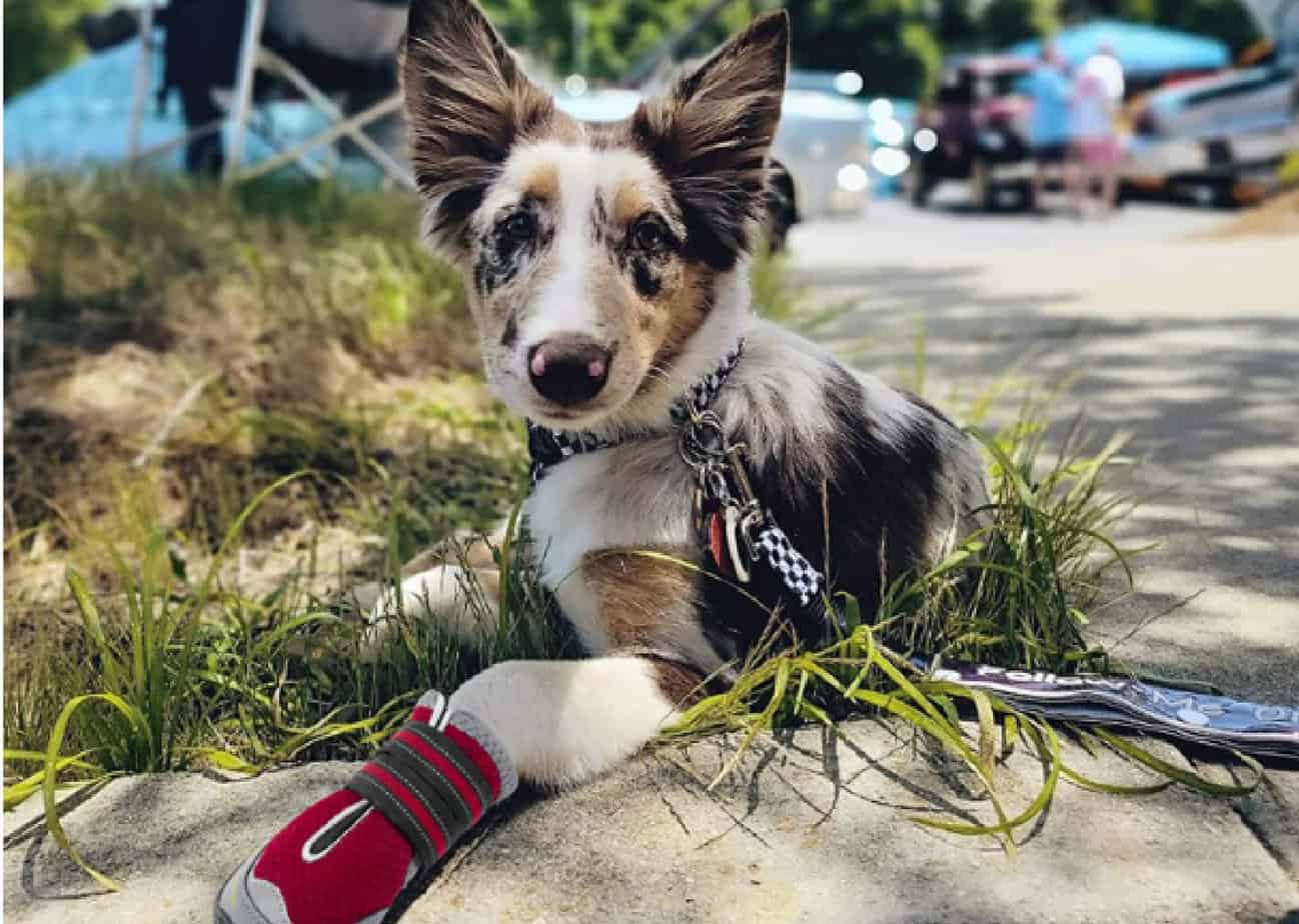 Protect Your Pup's Paws: Top-Rated Dog Boots for Hiking