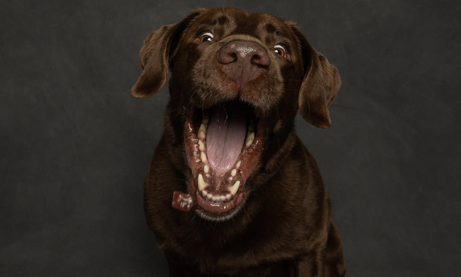 Can Dogs Eat Sour Patch Kids? Is it Safe To Share?