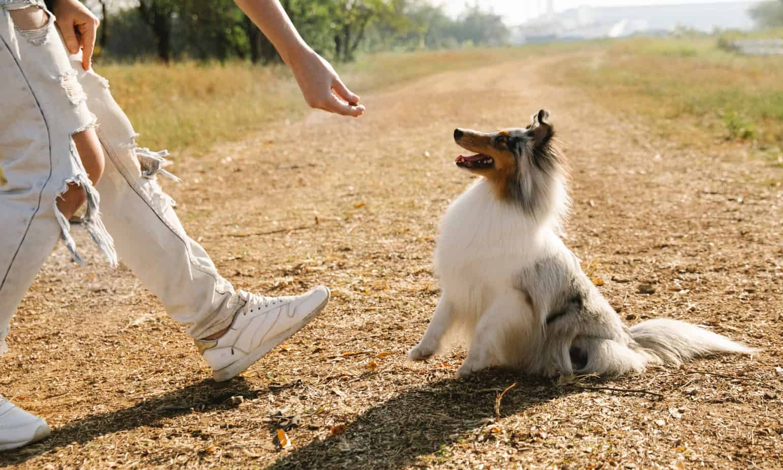 Can Dogs Eat Sour Patch Kids? Is it Safe To Share?