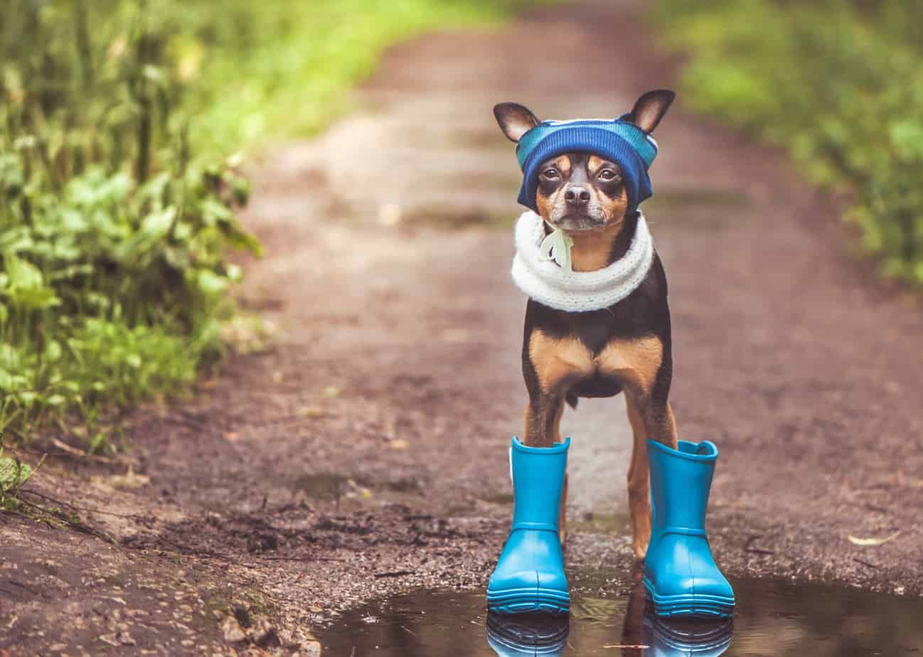 Protect Your Pup's Paws: Top-Rated Dog Boots for Hiking