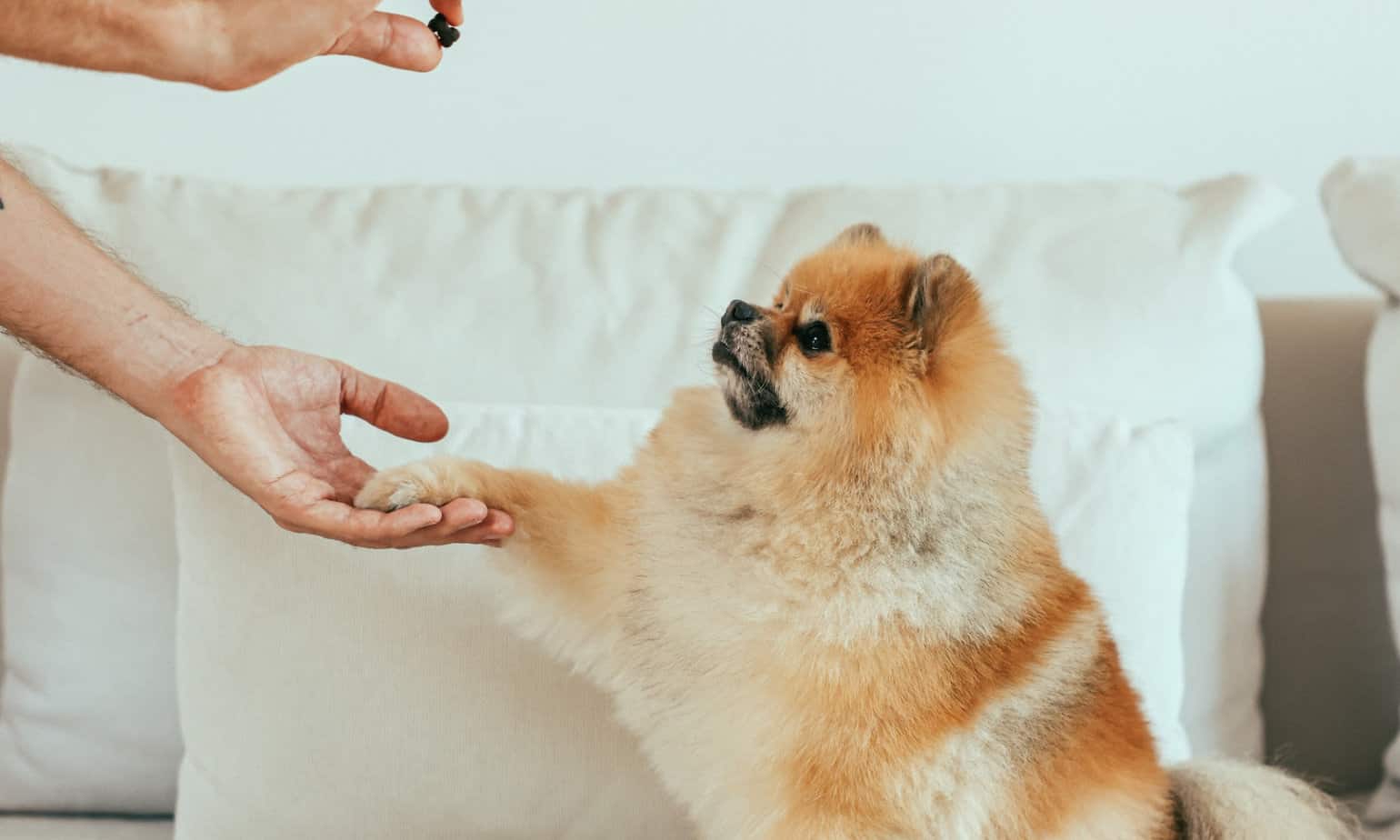 Can Dogs Eat Sour Patch Kids? Is it Safe To Share?