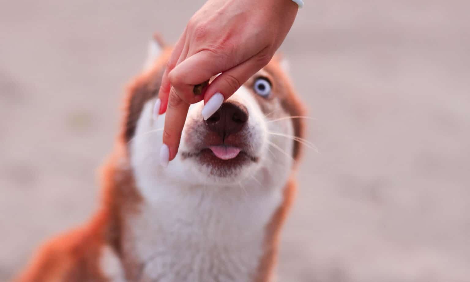 Can Dogs Eat Sour Patch Kids? Is it Safe To Share?