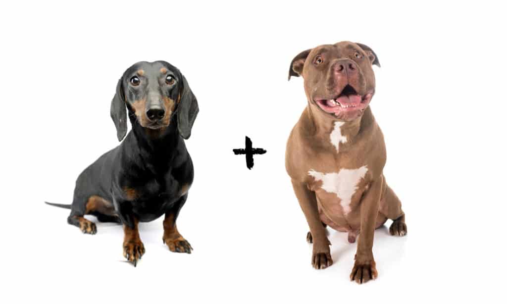 Dachshund Pitbull Mix | Breed Guide | Tips, Training, Etc.
