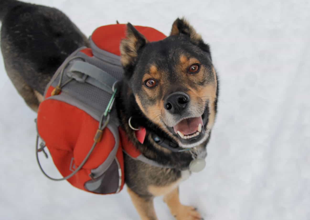 Gear Up Your Pup | The Best Dog Backpack for Hiking 2023