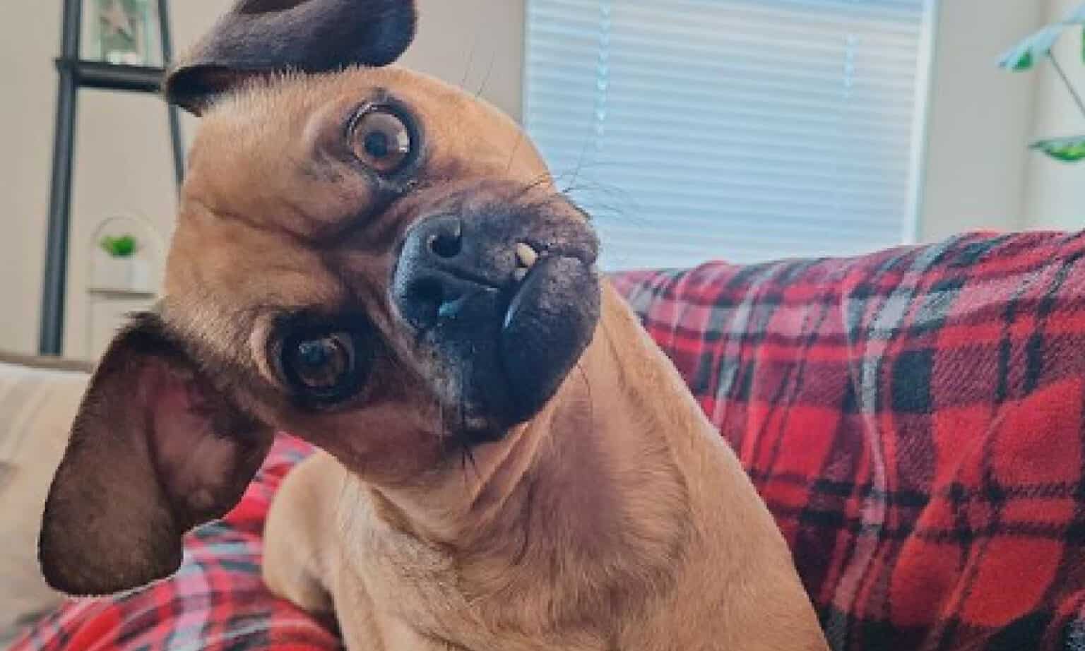 Pug Dachshund Mix | Everything You Need To Know