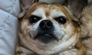Pug Dachshund Mix | Everything You Need To Know
