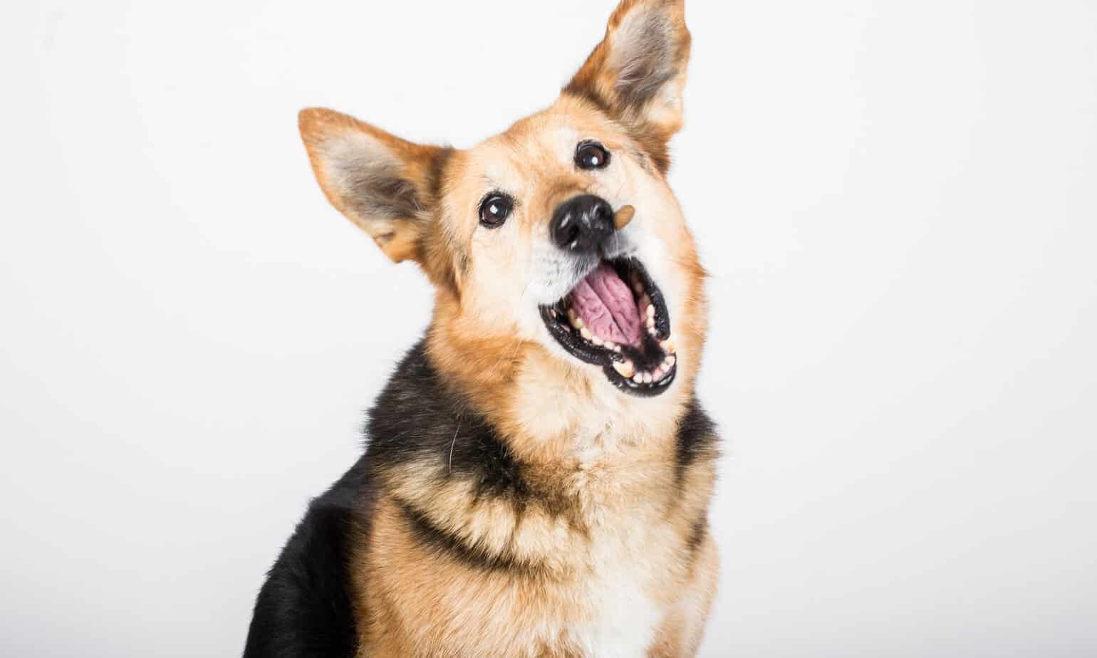 The Dog Digestive System: An In-Depth Look at Gut Health