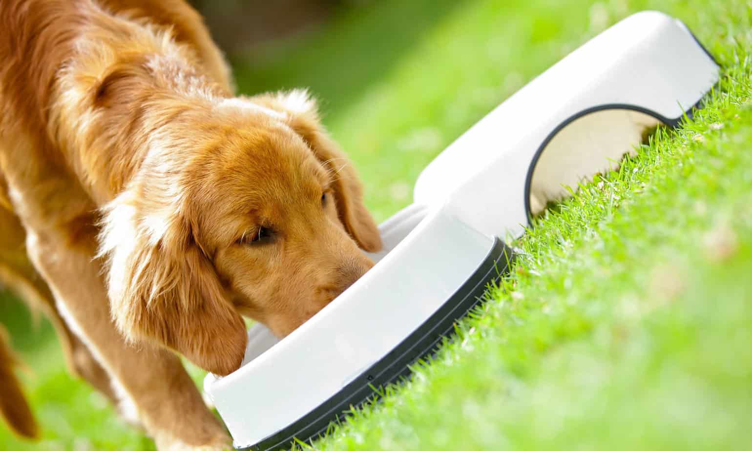 The Dog Digestive System: An In-Depth Look at Gut Health