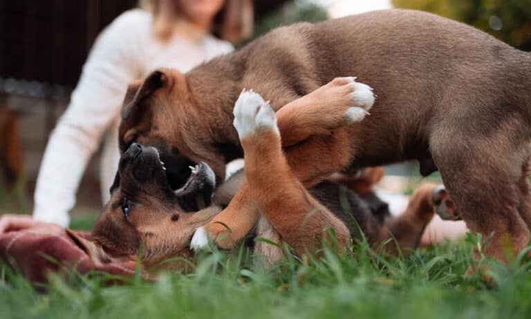 Dog Ear Biting: What It Means and How to Address It