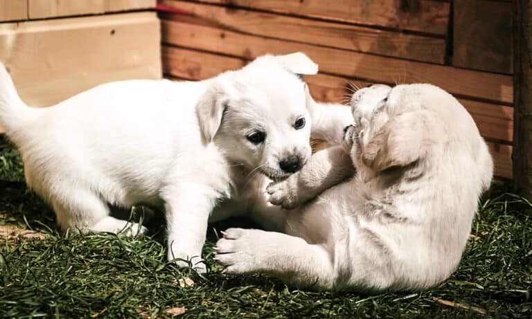 Dog Ear Biting: What It Means and How to Address It