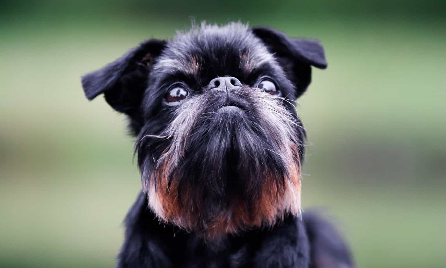 Why Does My Dog Sound Like A Pig- Snorting & Grunting In Dogs