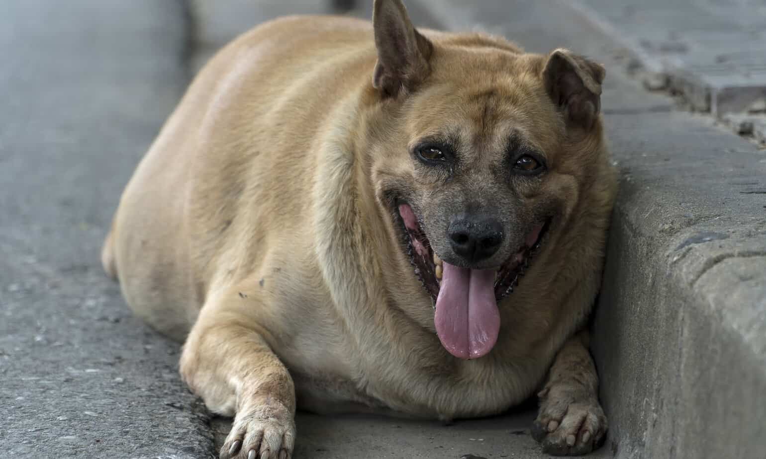 The Problem of Canine Obesity: Causes, Risks, and Solutions