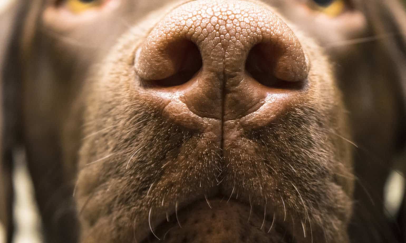 Infected Ingrown Dog Whiskers- Home Care For Quick Recovery