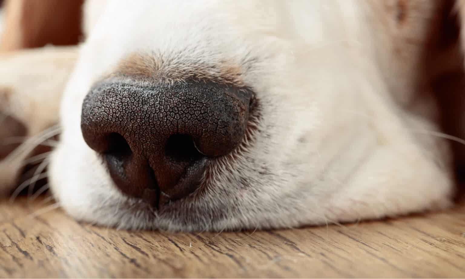 Infected Ingrown Dog Whiskers- Home Care For Quick Recovery