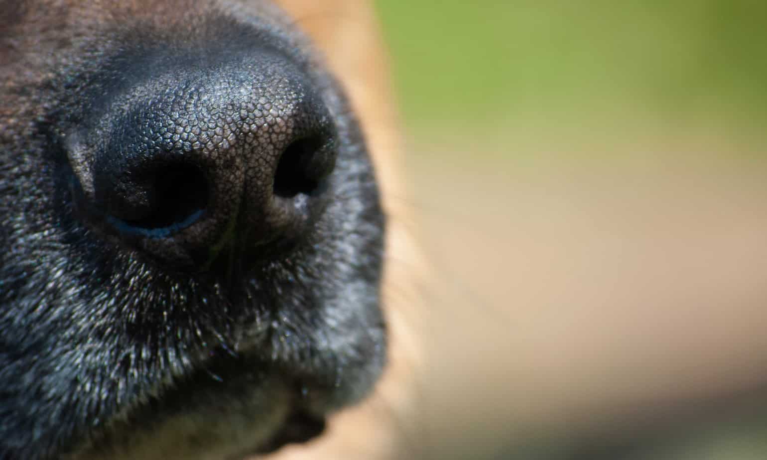 Infected Ingrown Dog Whiskers- Home Care For Quick Recovery