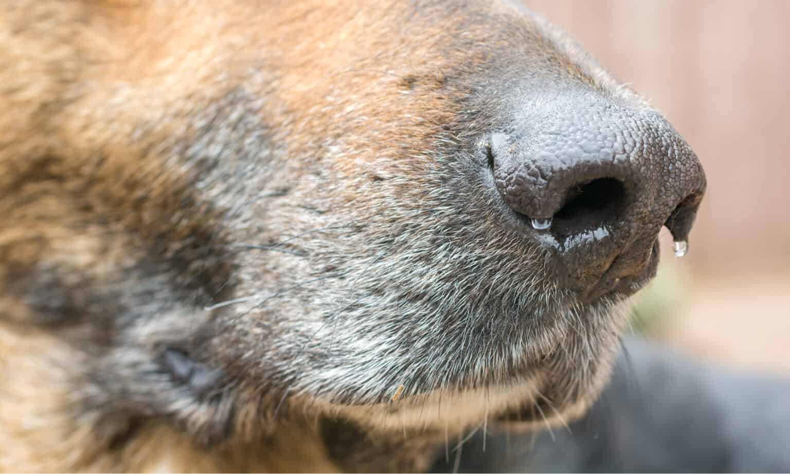Infected Ingrown Dog Whiskers- Home Care For Quick Recovery