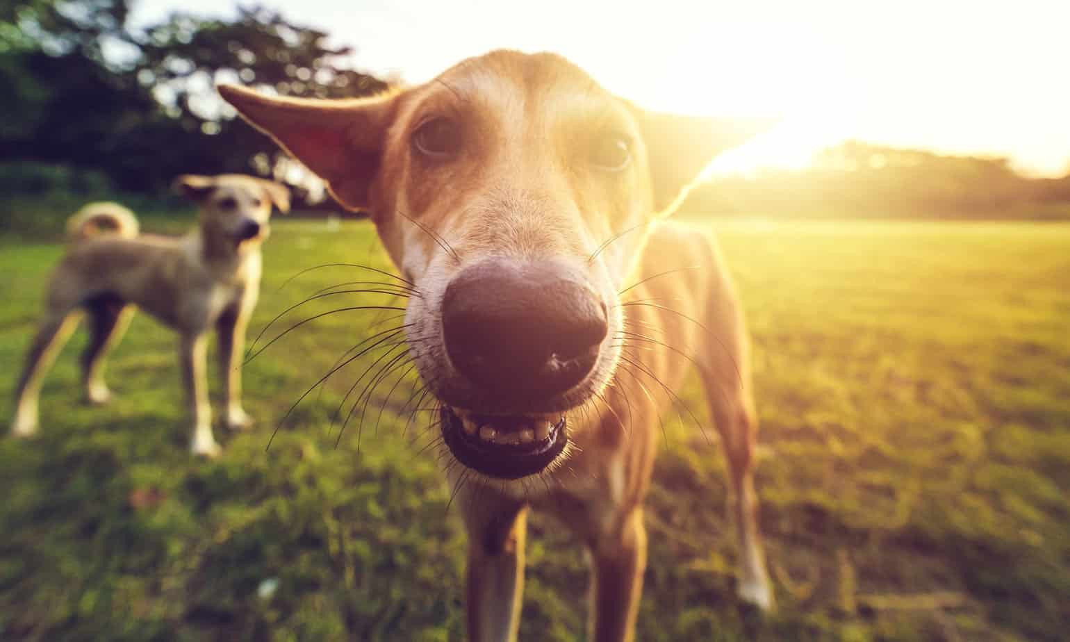 Infected Ingrown Dog Whiskers- Home Care For Quick Recovery