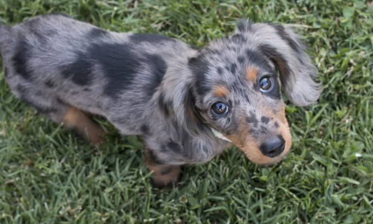 Long Haired Dapple Dachshund | Breed Guide | Tips, Cost, Training