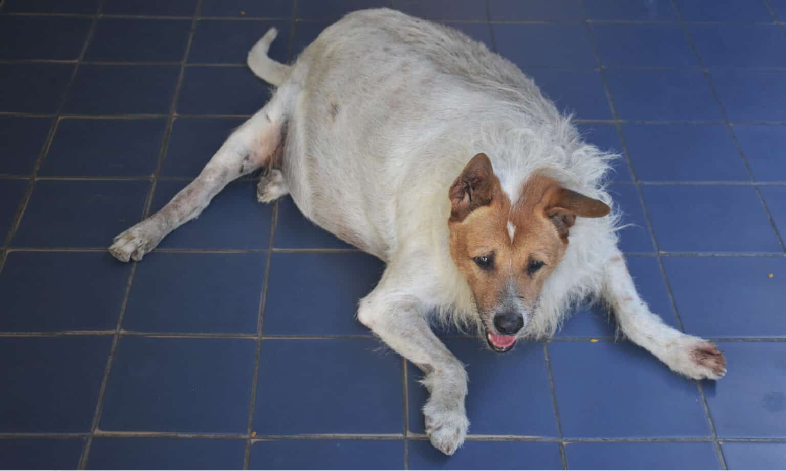 The Problem of Canine Obesity: Causes, Risks, and Solutions