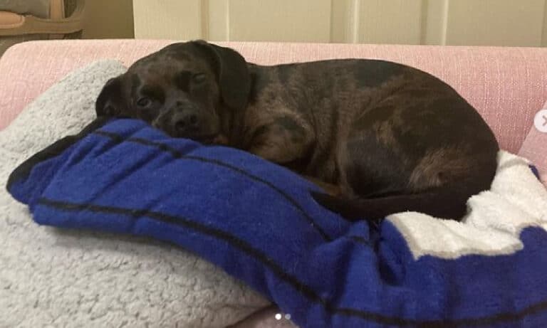 Pug Dachshund Mix | Everything You Need To Know