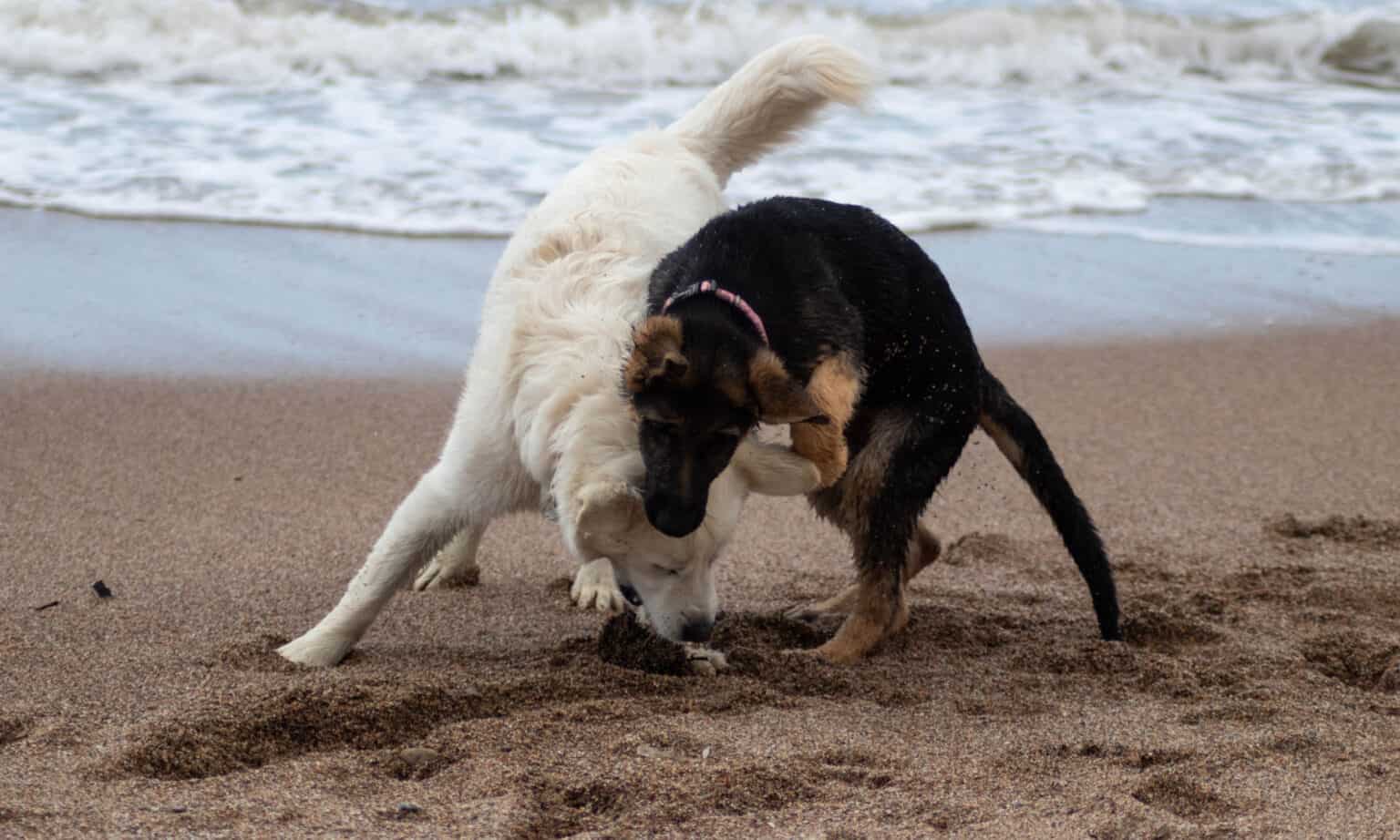 Dog Ear Biting: What It Means and How to Address It