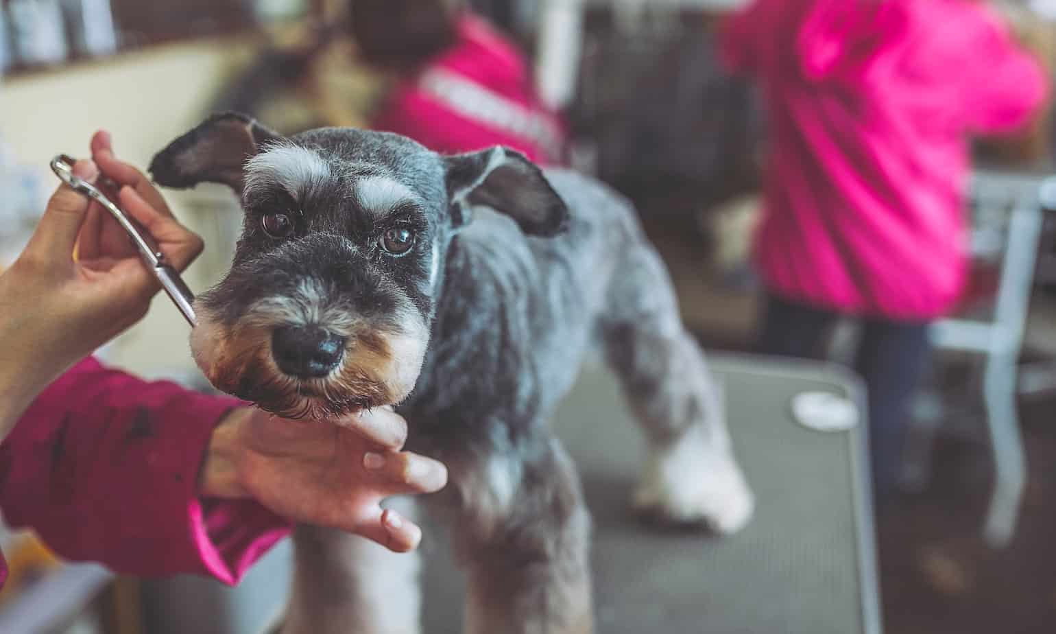 Why Is My Dog Itching After Grooming? Expert Answers