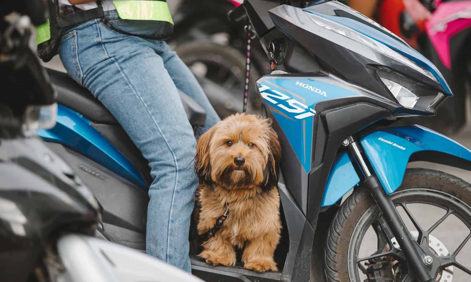 Best Motorcycle Dog Carrier 2023