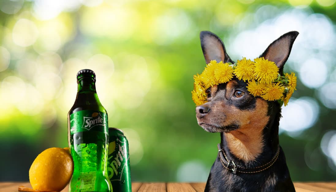 Can Dogs Drink Sprite? Is It Safe?