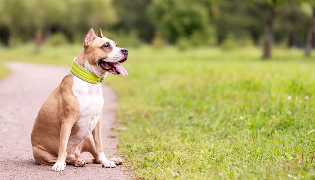 Can you Use Dawn on Dogs? Is It Safe?