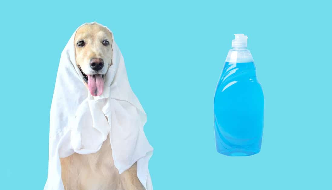 Can you Use Dawn on Dogs? Is It Safe?