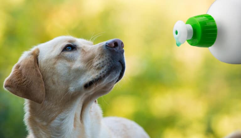 Can you Use Dawn on Dogs? Is It Safe?