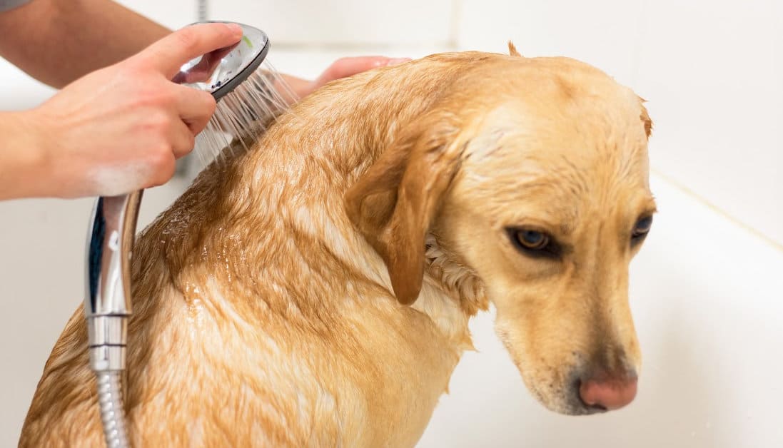 Can you Use Dawn on Dogs? Is It Safe?