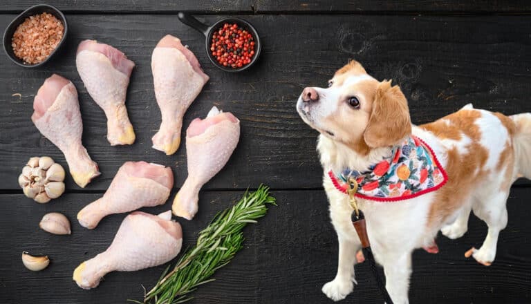 Turkey Allergy In Dogs Explained- Symptoms, Solutions & FAQs