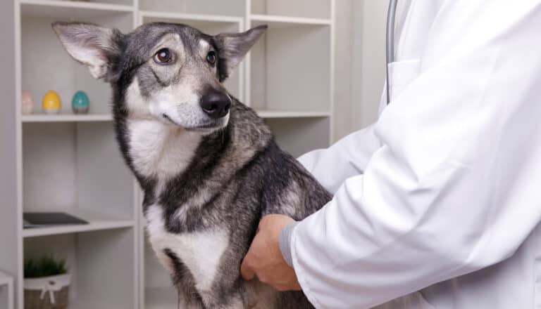 Tylosin For Dogs: Vet Gives Uses, Dosage, Alts & Side Effects