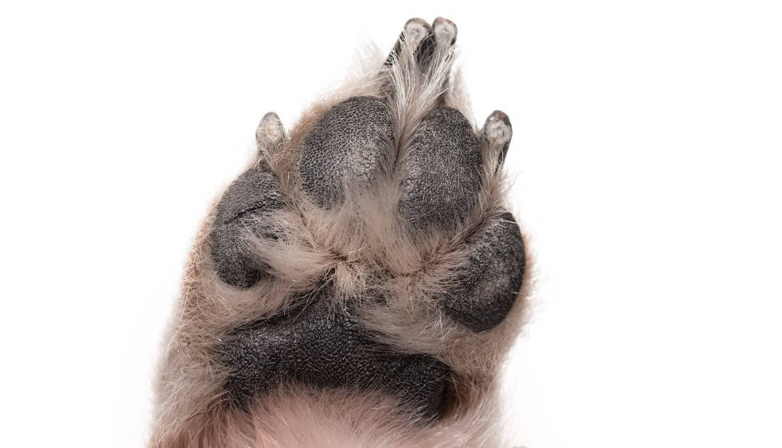 When To Stop Grinding Dog Nails - What To Look To Avoid Quick
