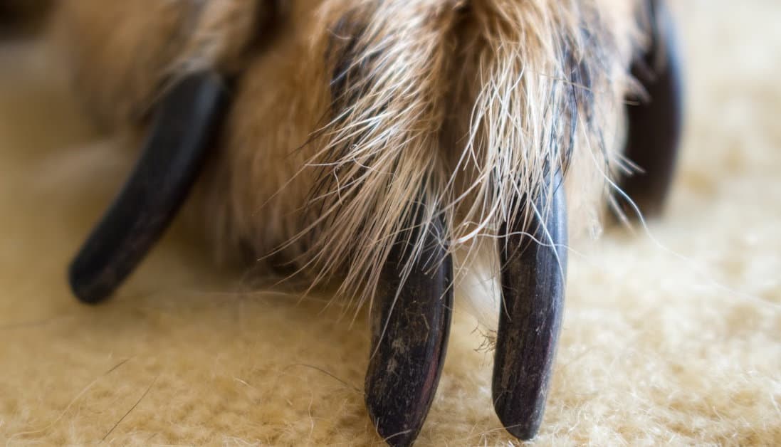 Brittle Nails In Dogs - Possible Causes & Solutions From An Expert