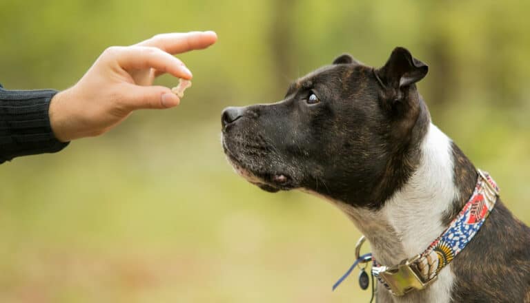 Tylosin For Dogs: Vet Gives Uses, Dosage, Alts & Side Effects