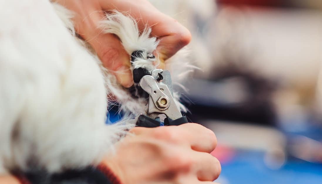 How To Hold A Small Dog To Trim Nails- Easy & Safe Restraint