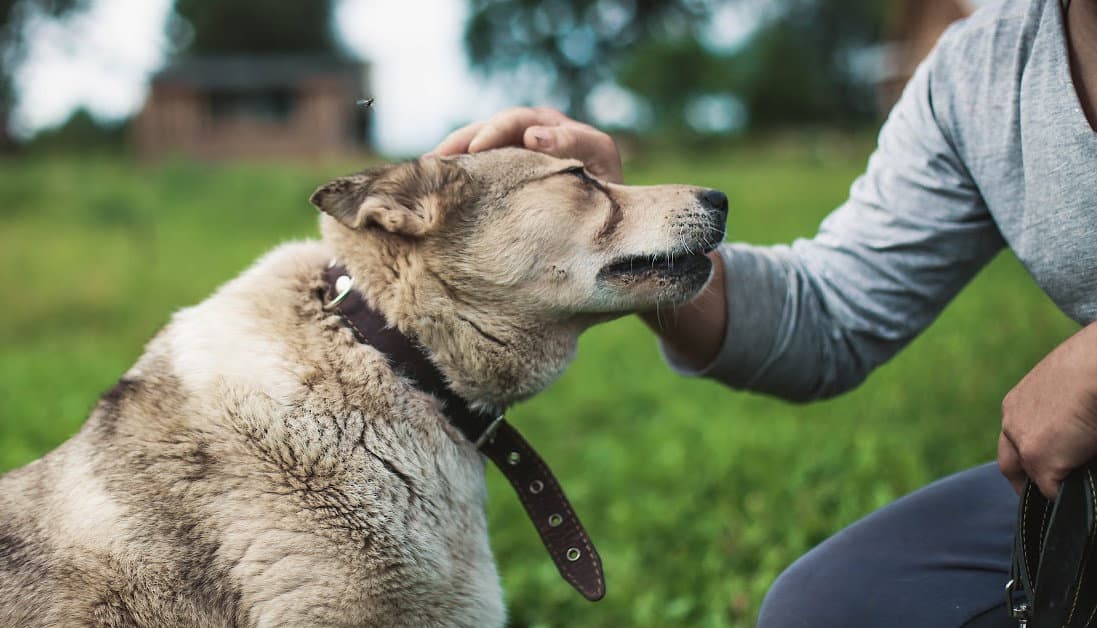 Tylosin For Dogs: Vet Gives Uses, Dosage, Alts & Side Effects