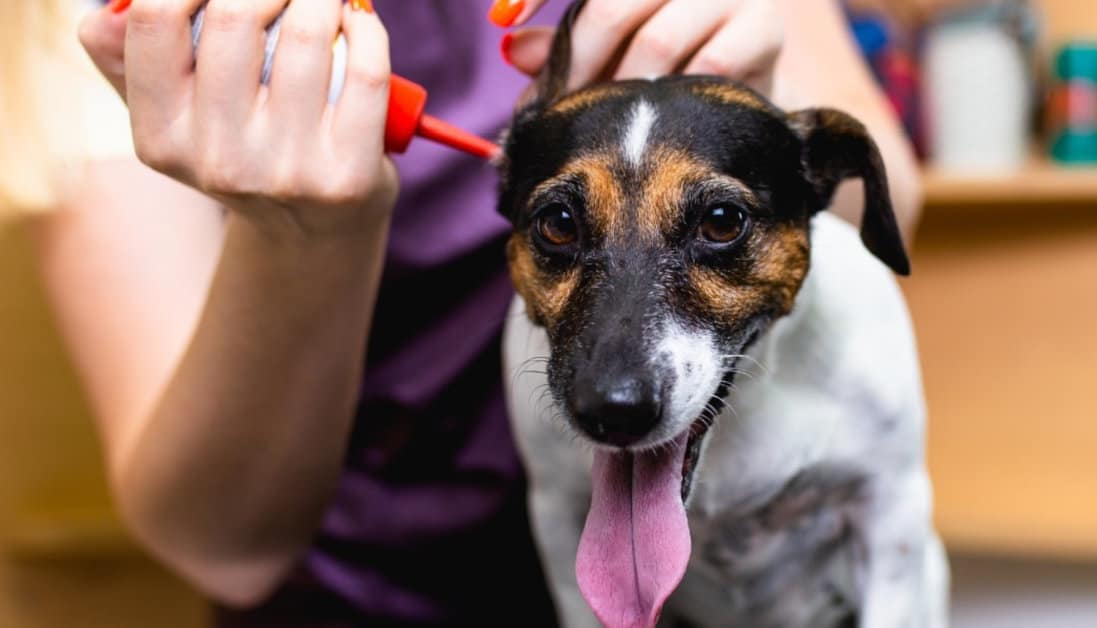 Best Dog Ear Cleaners - OTC Cleaners Ranked by a Vet